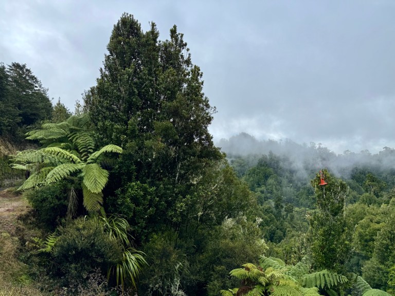 The Forgotten World Highway: New Zealand’s Most Epic Scenic Drive ...