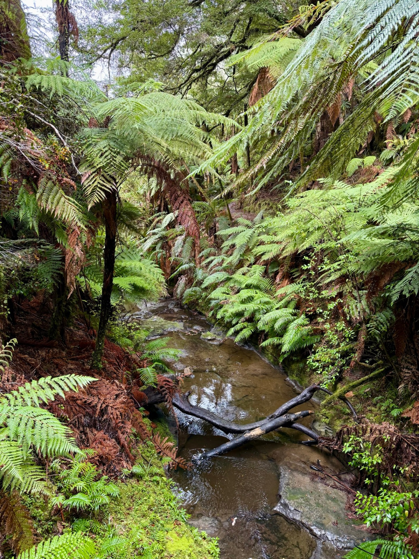 The Forgotten World Highway: New Zealand’s Most Epic Scenic Drive ...
